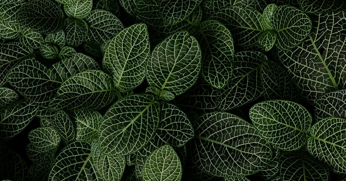 What Is Bio-Based Material and Why Is It Sustainable?